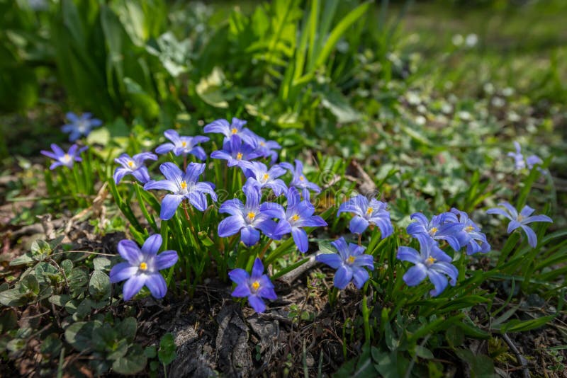 Closeup of Some Glory-of-the-snow Flowers in Spring Stock Image - Image ...