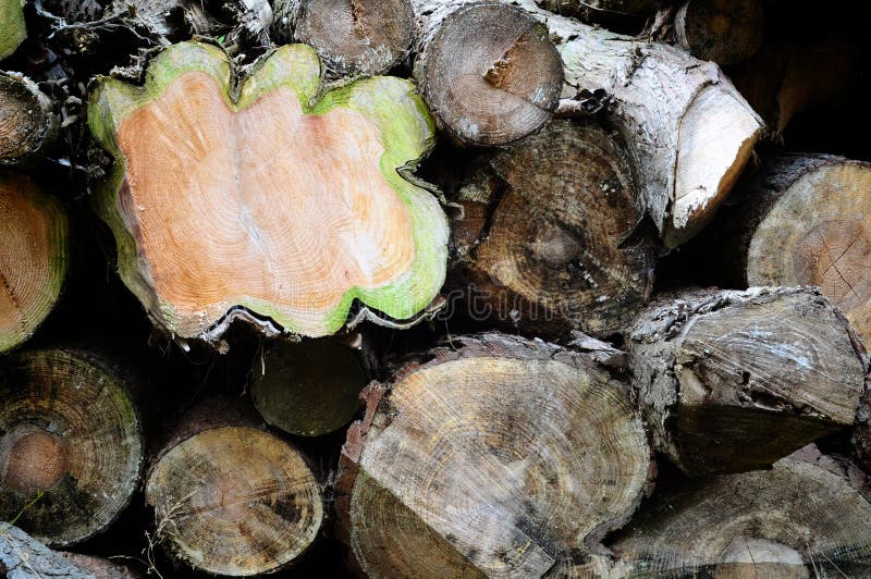 192 Old Rotting Logs Stock Photos - Free & Royalty-Free Stock Photos ...