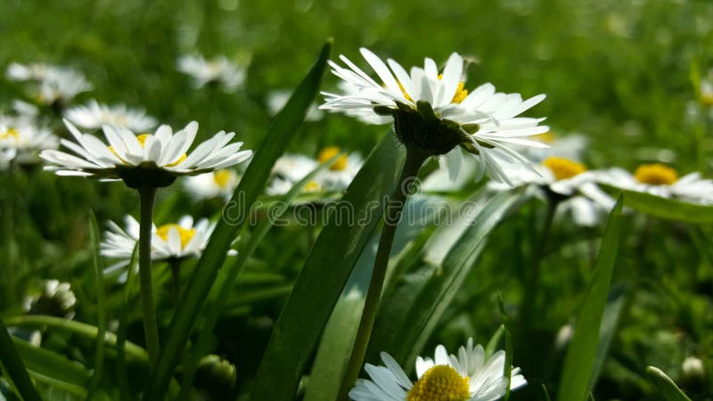 Closeup of Some White Daisy S Stock Image - Image of plant, daisys ...