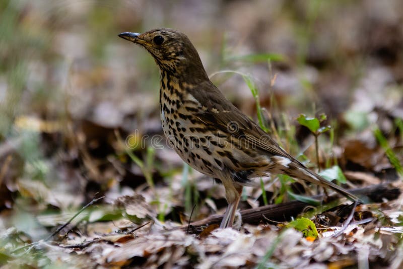Closeup of a Song Thrush Perched on the Ground Stock Image - Image of ...