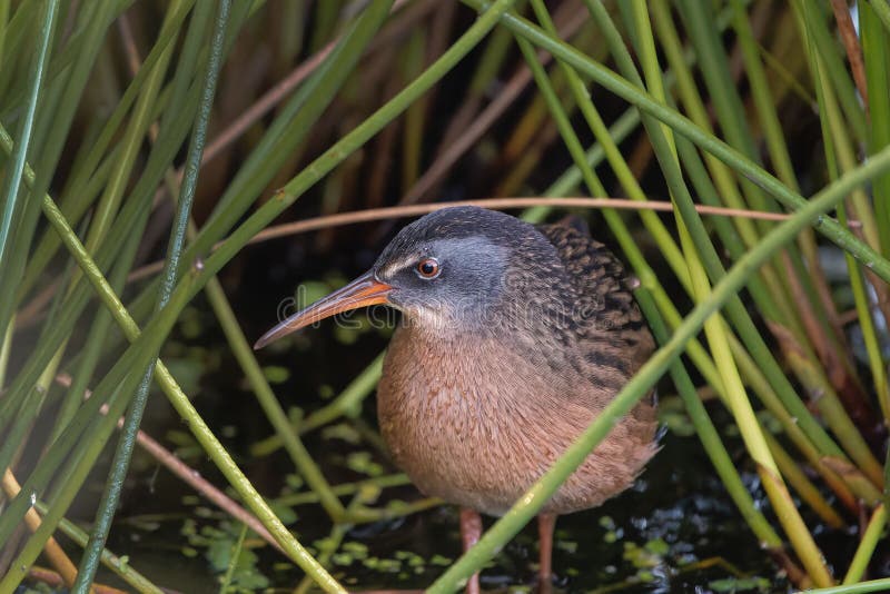 Closeup of a Sora Bird on a Marsh. Stock Photo - Image of shorebird ...