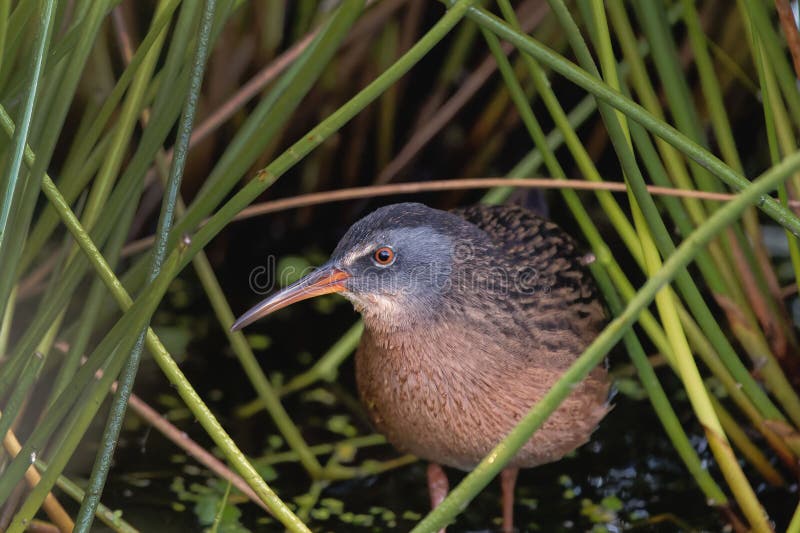 Closeup of a Sora Bird on a Marsh. Stock Image - Image of animal ...