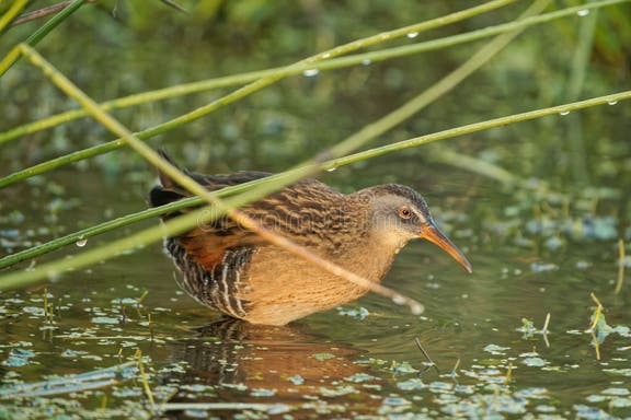 Closeup of a Sora Bird on a Marsh. Stock Photo - Image of sora, animal ...