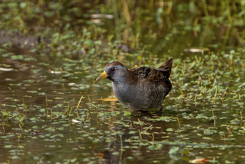 Closeup of a Sora Bird in a Pond in Daylight Stock Image - Image of ...