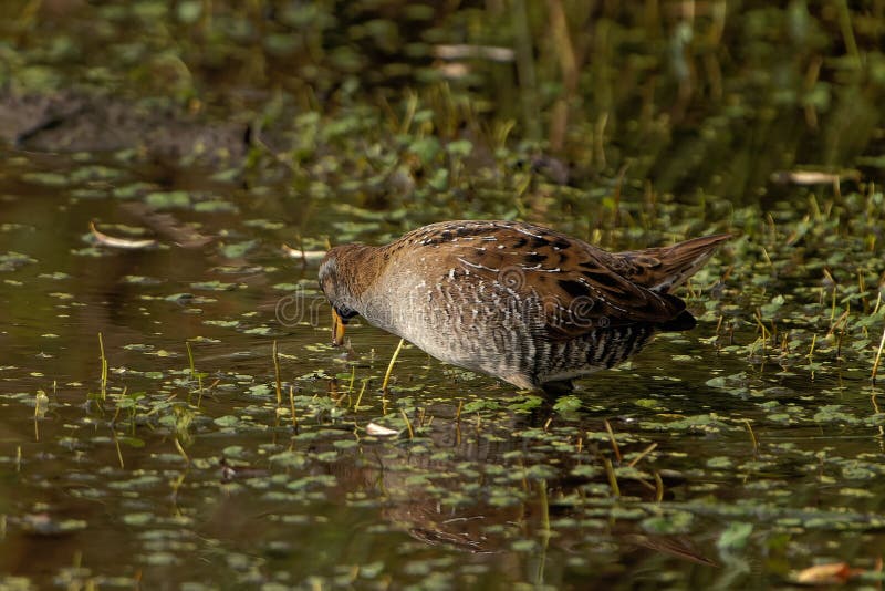 Closeup of a Sora Bird in a Pond in Daylight Stock Photo - Image of ...