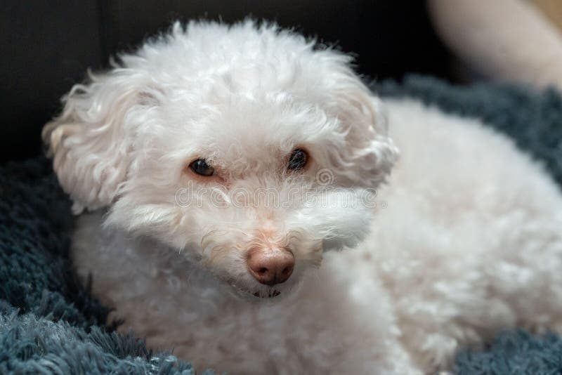Closeup Sot of a White Furry Dog Lying on Carpet Stock Image - Image of ...