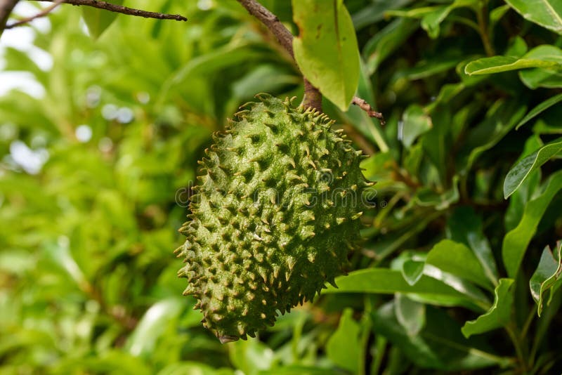 Closeup of a Soursop or Graviola Growing on a Tree Stock Photo - Image ...