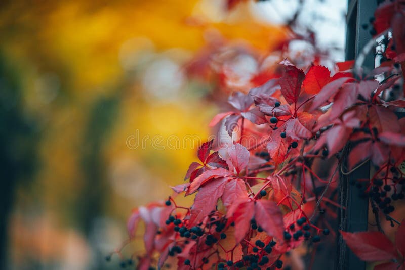 Closeup of Southern Black Haw Growing in a Field Under the Sunlight ...