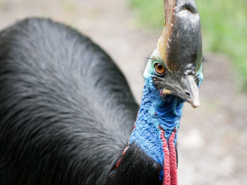 Closeup of the Southern Cassowary or Casuarius Casuarius Stock Photo ...