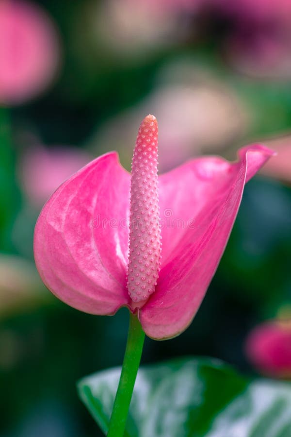 Closeup on spadix flower. stock photo. Image of pink - 42031946