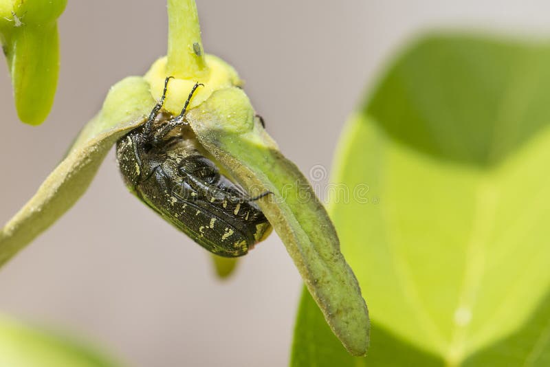 Spangled Flower Beetle Pollinating Stock Image - Image of pollinating ...
