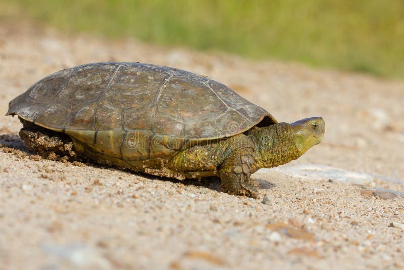 Closeup of a Spanish Pond Turtle Looking for a Safe Place during ...