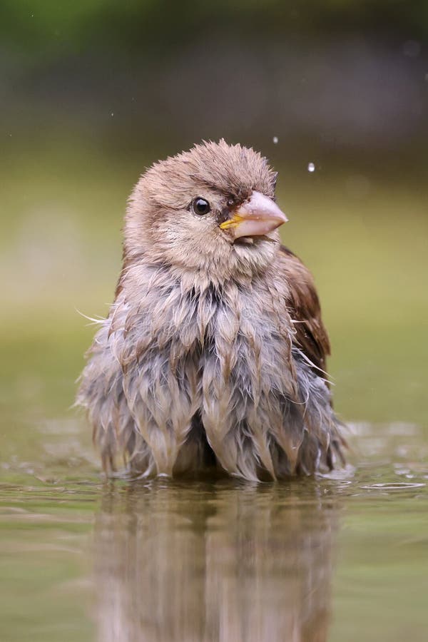 Closeup of Sparrow Passer Domesticus Stock Image - Image of songbird ...