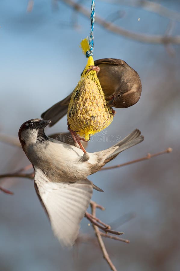Sparrows Eating Seeds in Tree Stock Image - Image of avian, garden ...