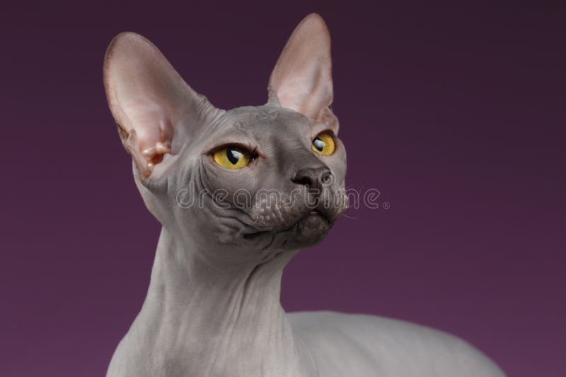 Closeup Sphynx Cat, Yellow Eyes Looking Back Isolated on Black Stock ...