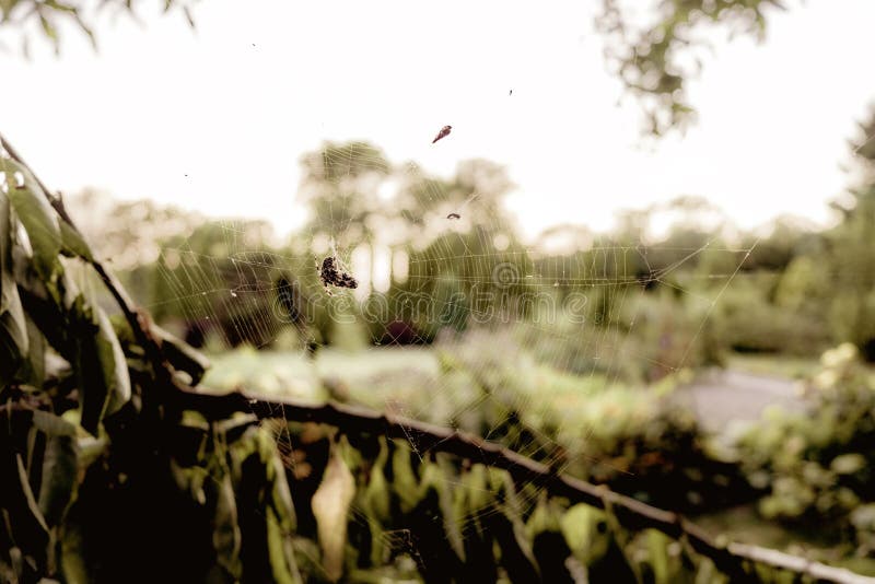 Closeup of a Spider Hanging on a Web in an Evergreen Forest Stock Photo ...