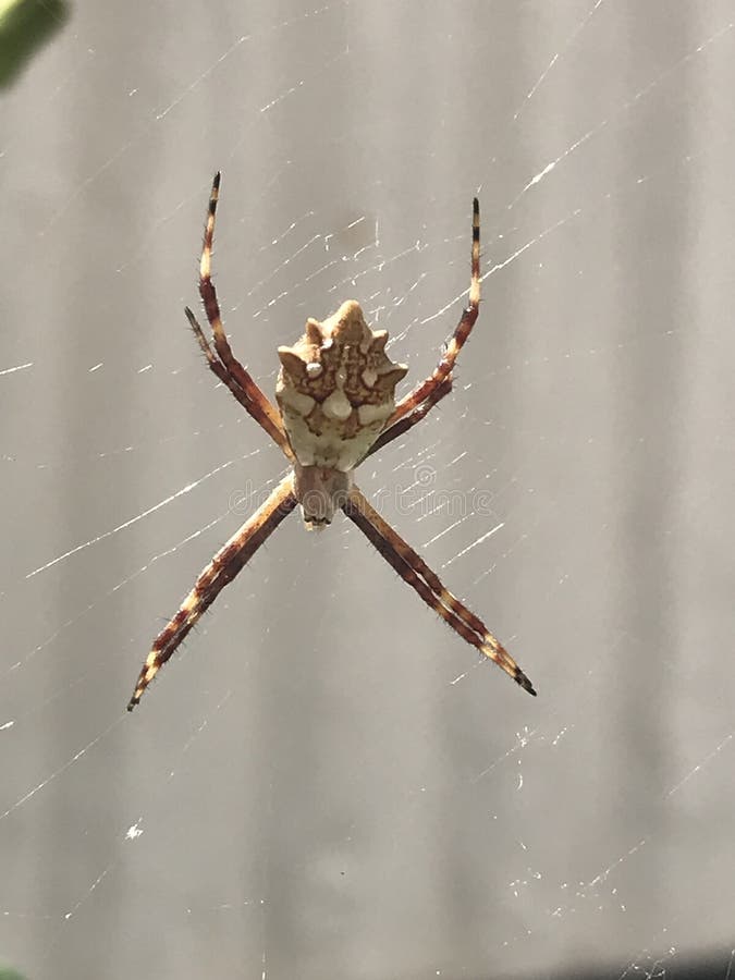Closeup of a Spider in Its Web Stock Photo - Image of outdoor, species ...