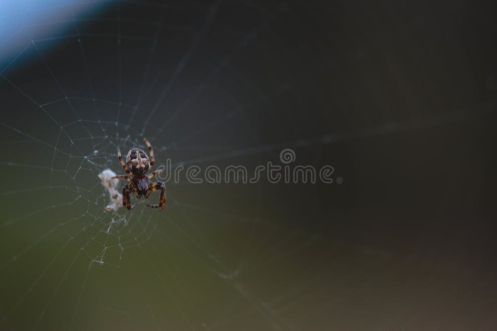 Closeup of a Spider Knitting a Spider Web Stock Image - Image of creepy ...