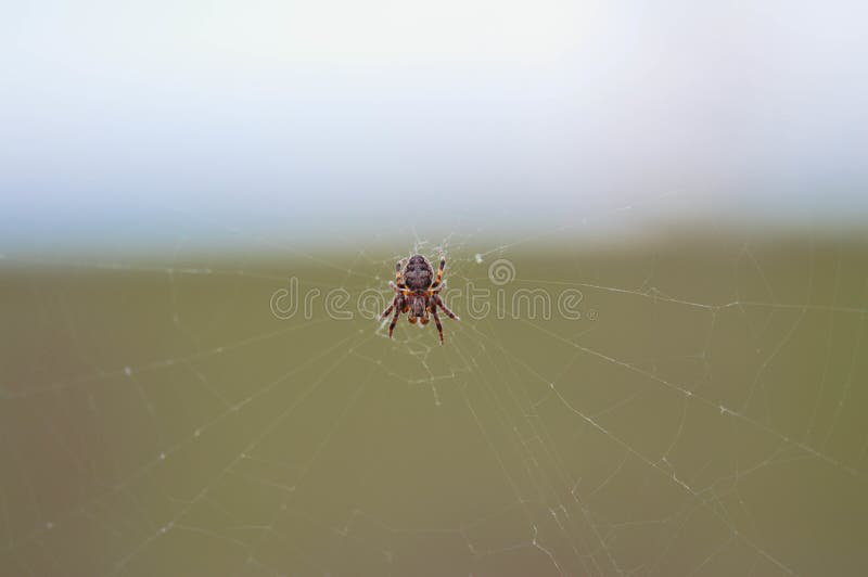 Spider knitting web stock image. Image of fear, creepy - 44468819