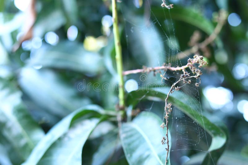 Closeup of Spider Net at a Tree Stock Image - Image of spider, predator ...