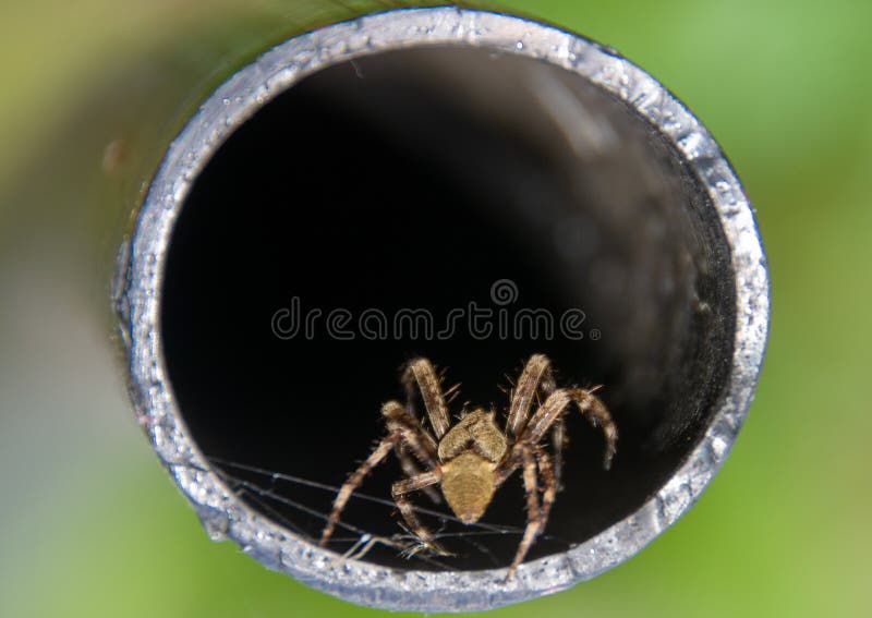 Closeup of a Spider in a Pipe Stock Image - Image of macro, sock: 196625865