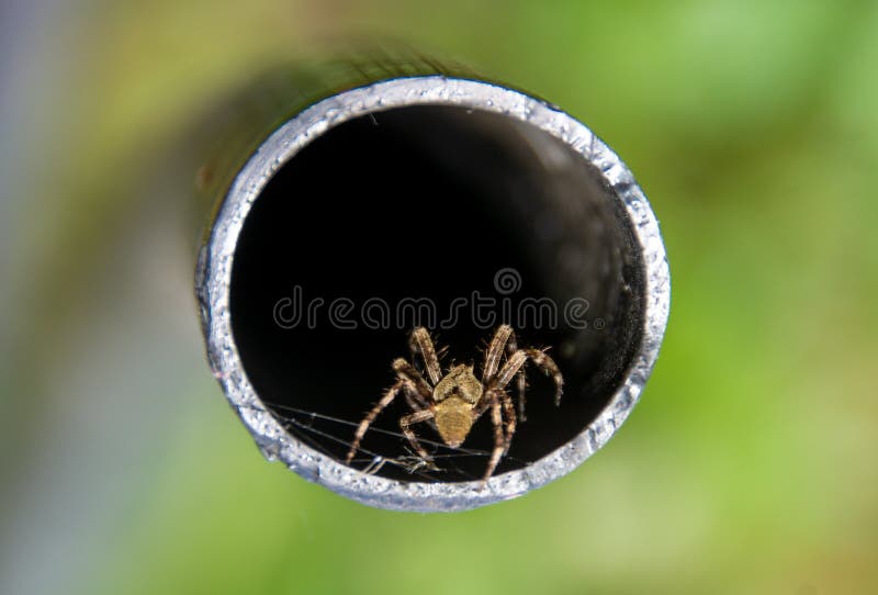 Closeup of a Spider in a Pipe Stock Photo - Image of nature, wildlife ...