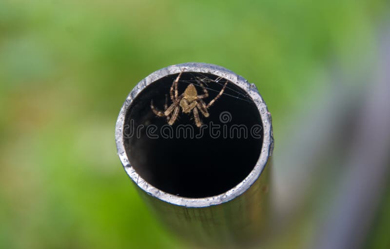 Closeup of a Spider in a Pipe Stock Image - Image of sock, closeup ...