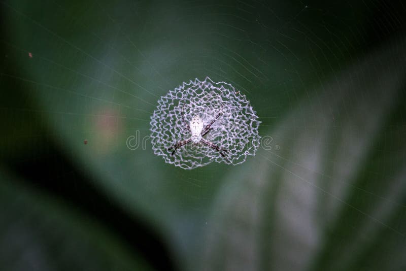 Closeup of Spider Weaving Web Stock Image - Image of outdoors ...