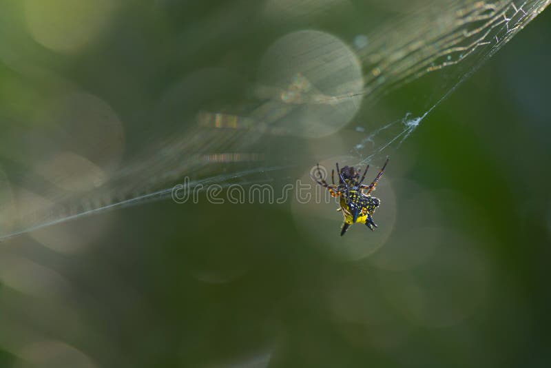 Closeup Spider on Spider Web As Insect Background Stock Photo - Image ...