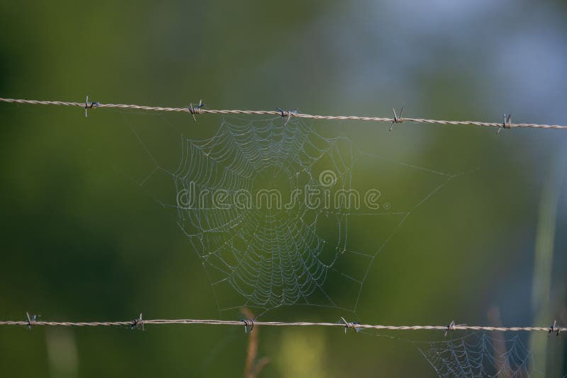 Closeup of a Spider Web on a Barbed Wire Stock Image - Image of wire ...