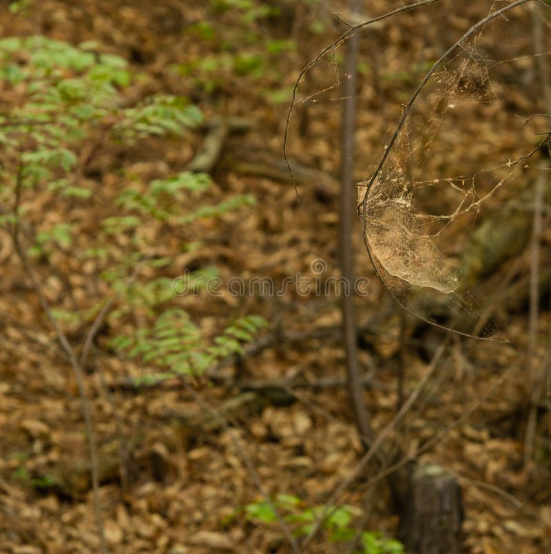 Closeup of Spider Web Shaped Like a Cup Stock Image - Image of insects ...
