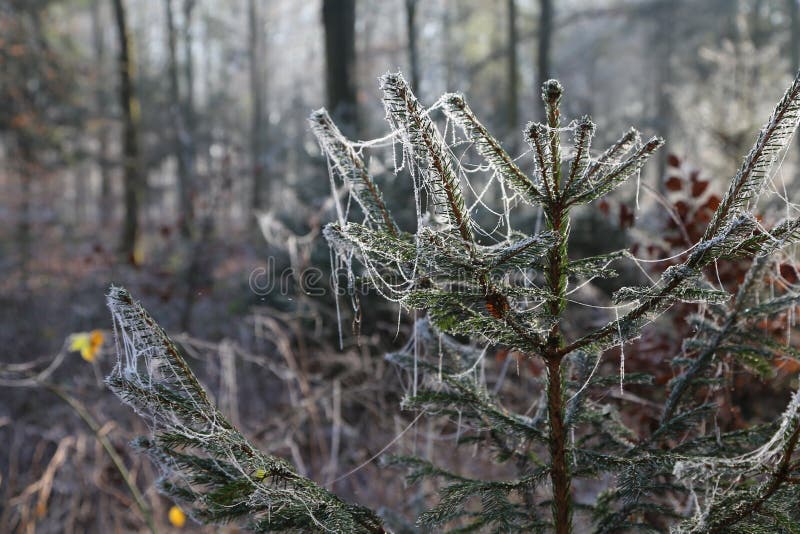 Closeup of a Spider Web on a Small Pine Tree Stock Image - Image of ...