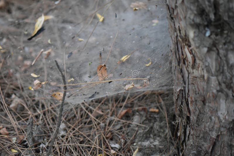 A Closeup of a Spider Web on the Trunk of a Pine Tree in Autumn Season ...