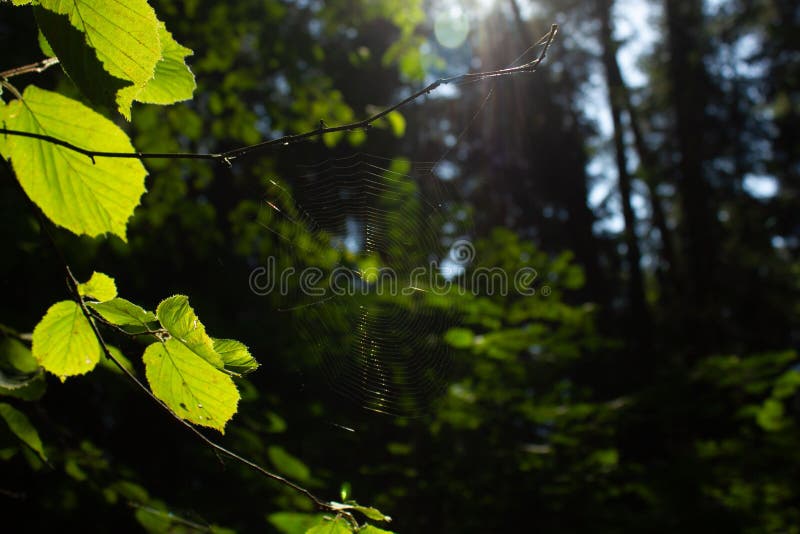 Closeup of a Spiderweb in a Forest Under Sunlight Stock Photo - Image ...