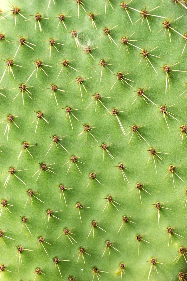 Closeup of Spines on Cactus, Background Cactus Stock Image - Image of ...