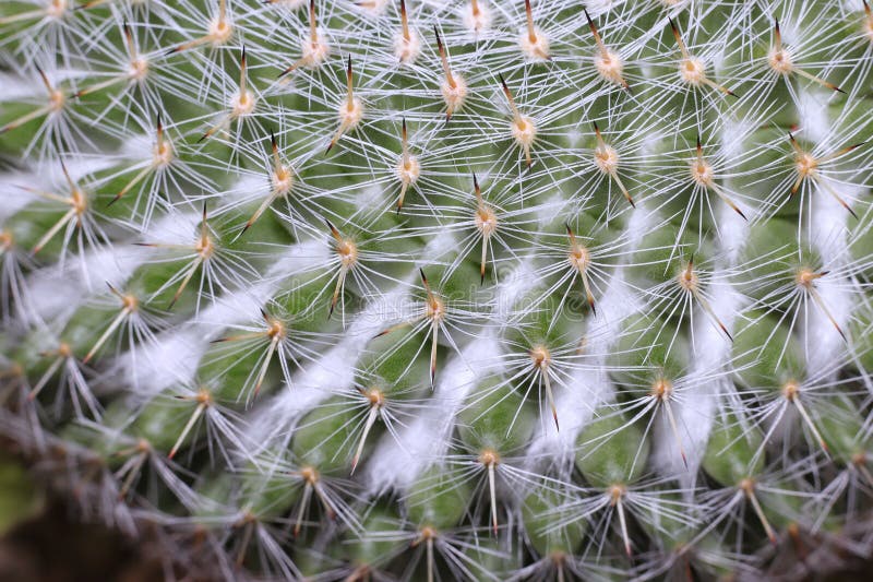 Closeup of Spines on Cactus, Background Cactus with Spines Stock Photo ...