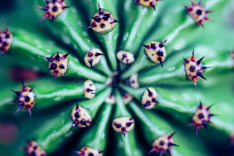 Closeup of Spines on Cactus, Background Cactus with Spines Stock Photo ...