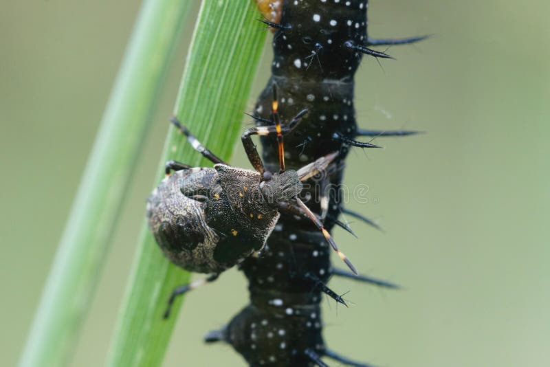 Closeup of a Spiny Shieldbug Killing a Caterpillar on a Green Leaf ...
