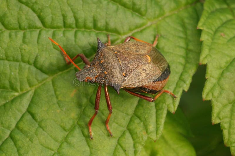 Picromerus Bidens Spiked Shieldbug Stock Image - Image of animal, brown ...