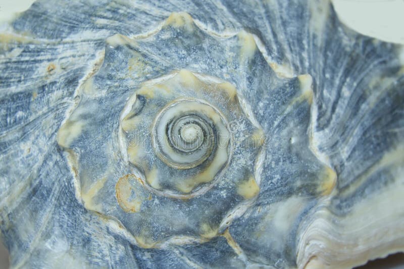 Conch Shell Spiral stock image. Image of abstract, background - 98817125