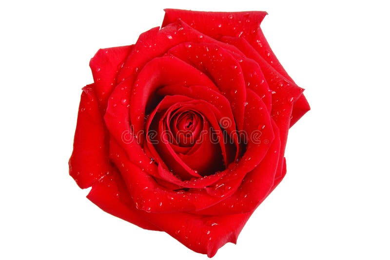 Closeup of Splendid Looking Rose Stock Photo - Image of nature, close ...