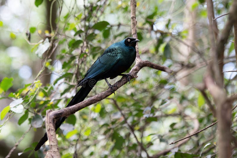 Closeup of a Splendid Starling on a Tree Branch Stock Photo - Image of ...