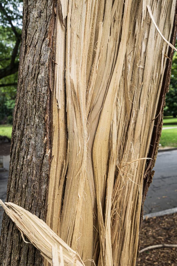 Closeup of Splintered Tree Trunk after Violent Storm Stock Photo ...