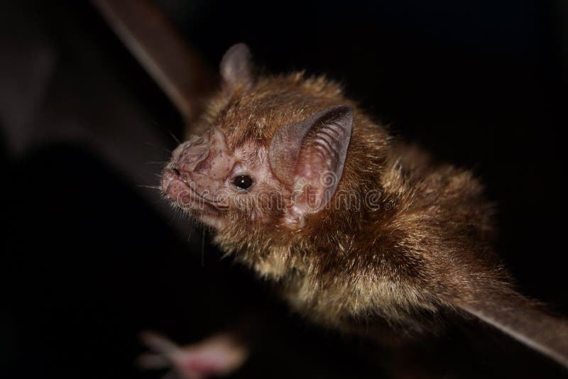 Closeup of a Spooky Common Vampire Bat Stock Photo - Image of small ...