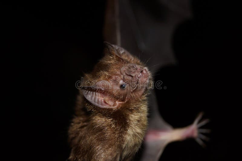 Closeup of a Spooky Common Vampire Bat Stock Photo - Image of small ...