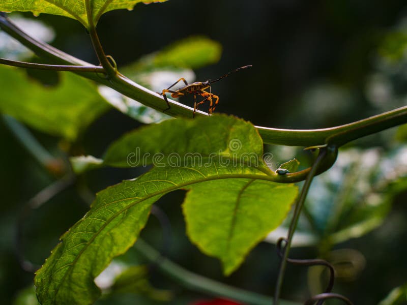 Assassin bug closeup stock photo. Image of closeup, nature - 57373688