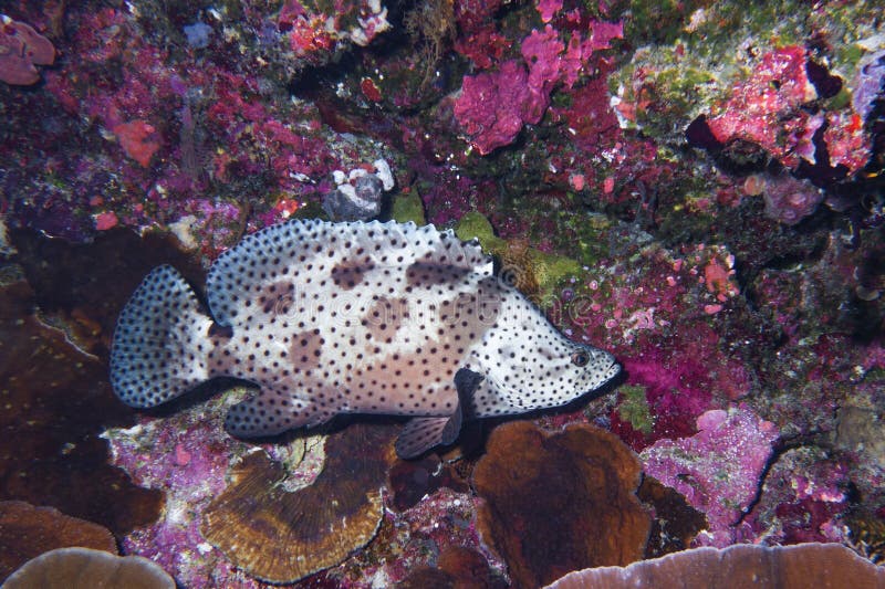 Closeup of a Spotted Fish in a Coral Reef Stock Image - Image of ocean ...