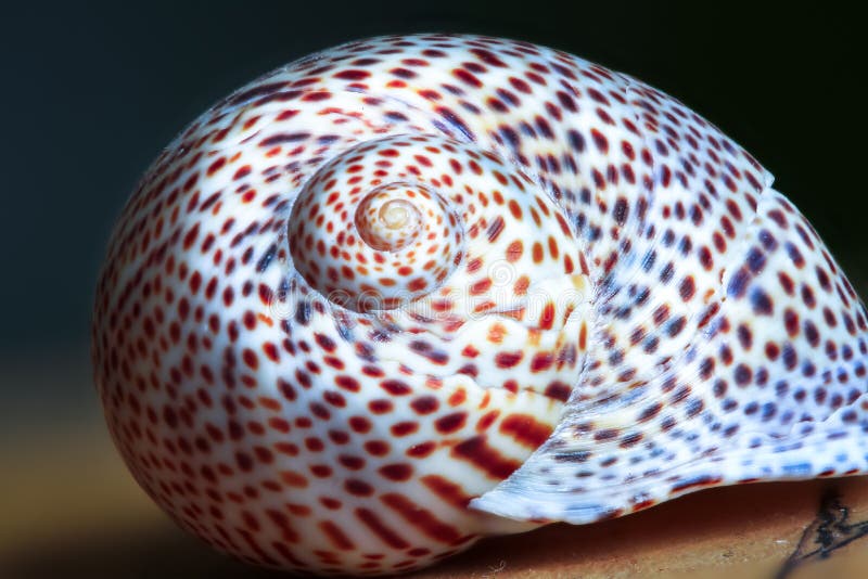 Spiral spotty seashell. stock image. Image of shell, still - 32810679
