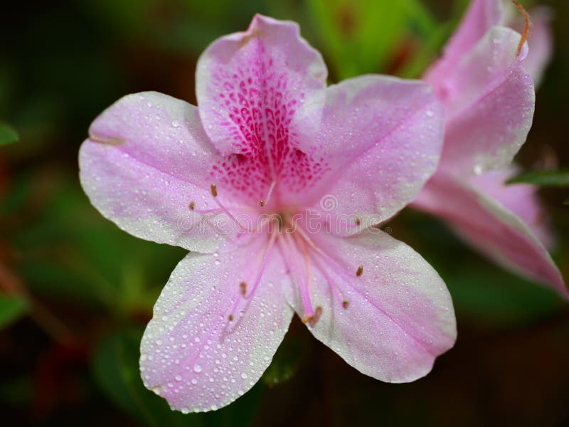 Azalea Bloom with Yellow Butterfly Sampling Pollen Stock Image - Image ...