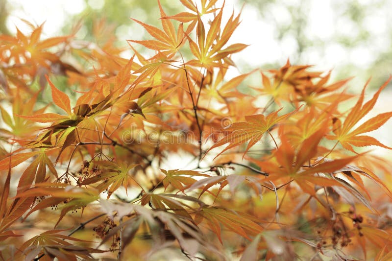 Closeup Spring Maple Leaves Stock Photo - Image of yellow, maples: 13939282